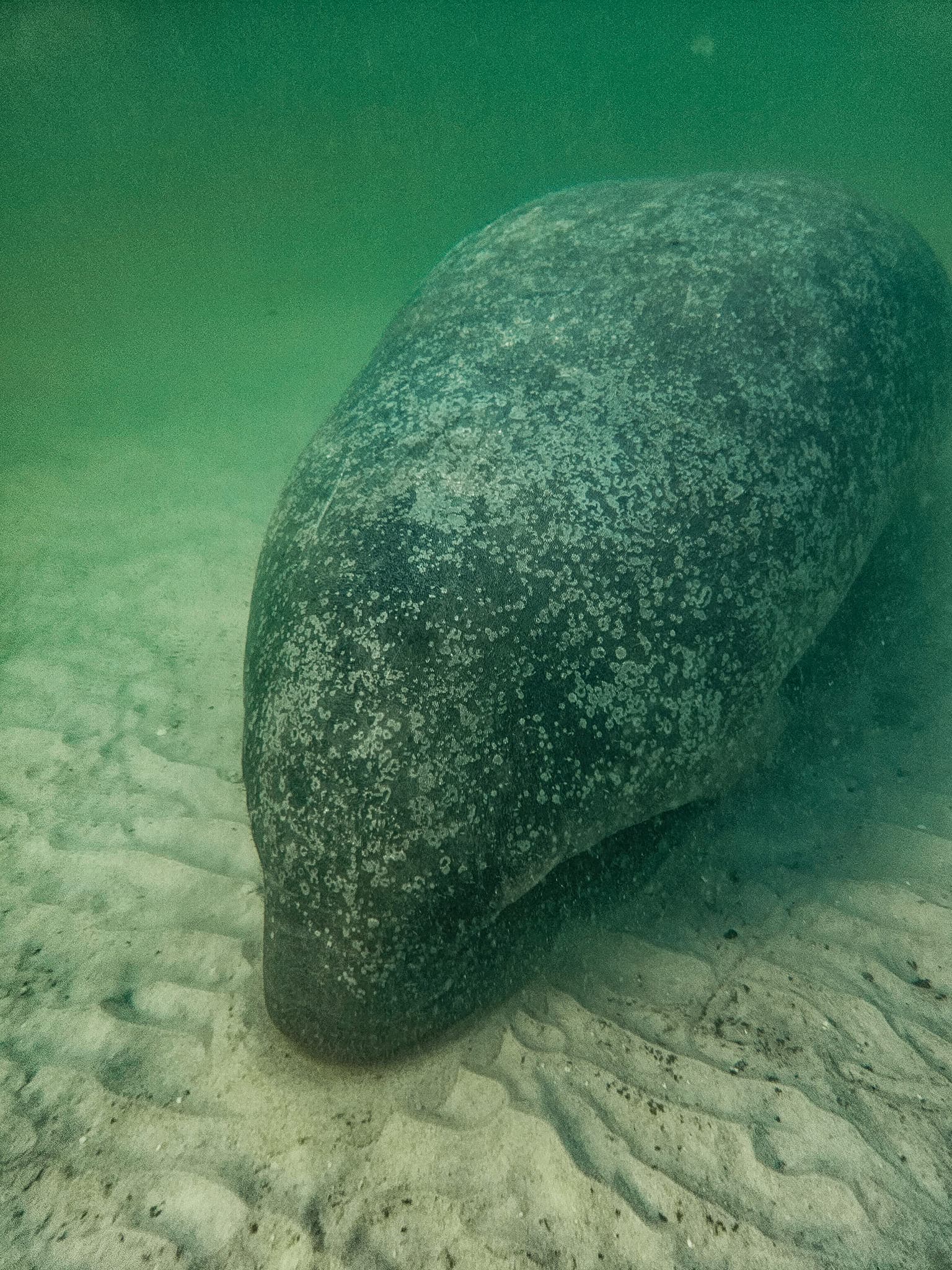 Manatees in Panama City Beach: Are There Really Gentle Giants Here ...