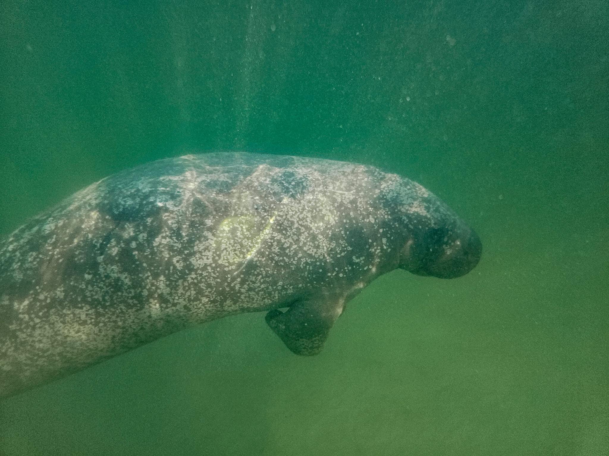 Manatees in Panama City Beach: Are There Really Gentle Giants Here ...