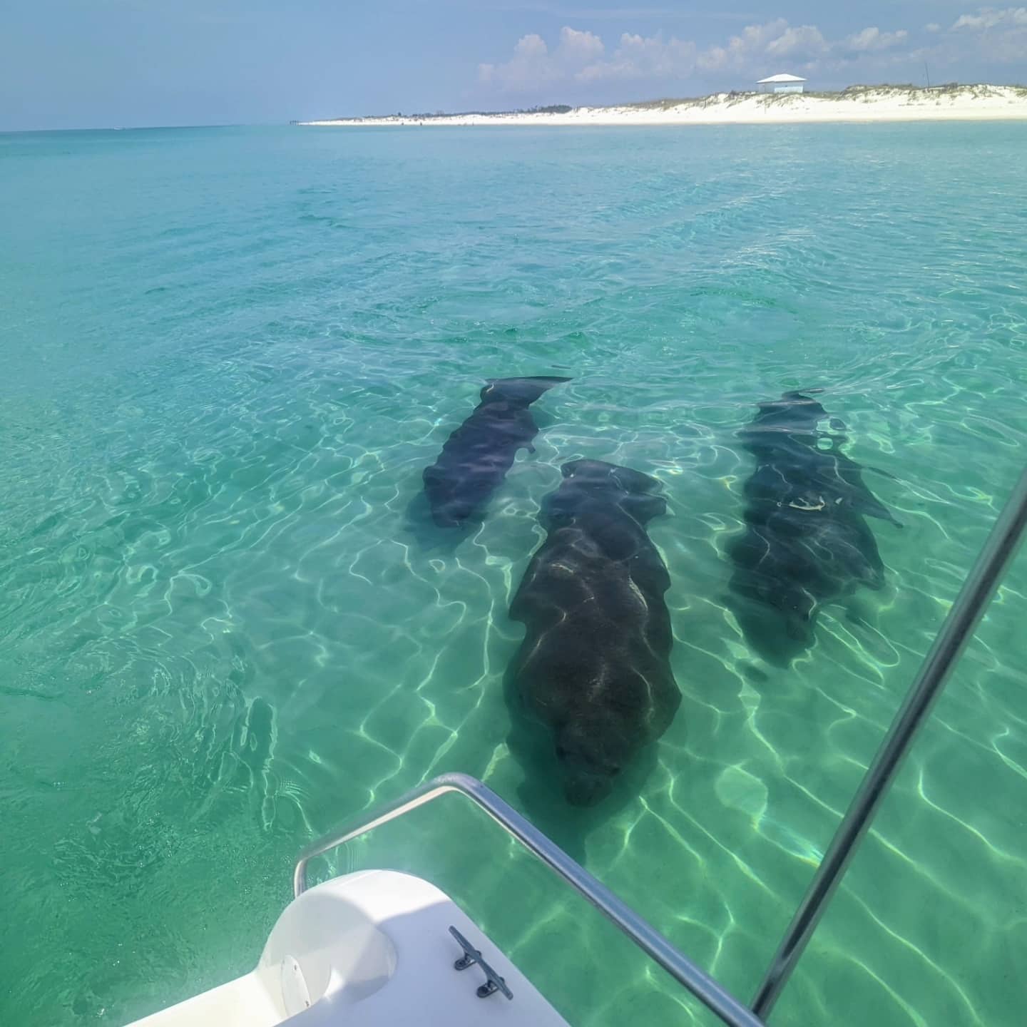 Manatees in Panama City Beach: Are There Really Gentle Giants Here ...
