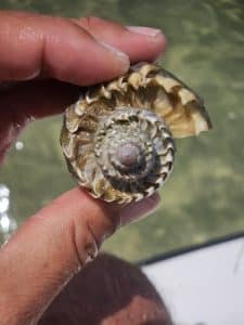 Ultimate Guide to the Best Shelling on Panama City Beach, Florida ...
